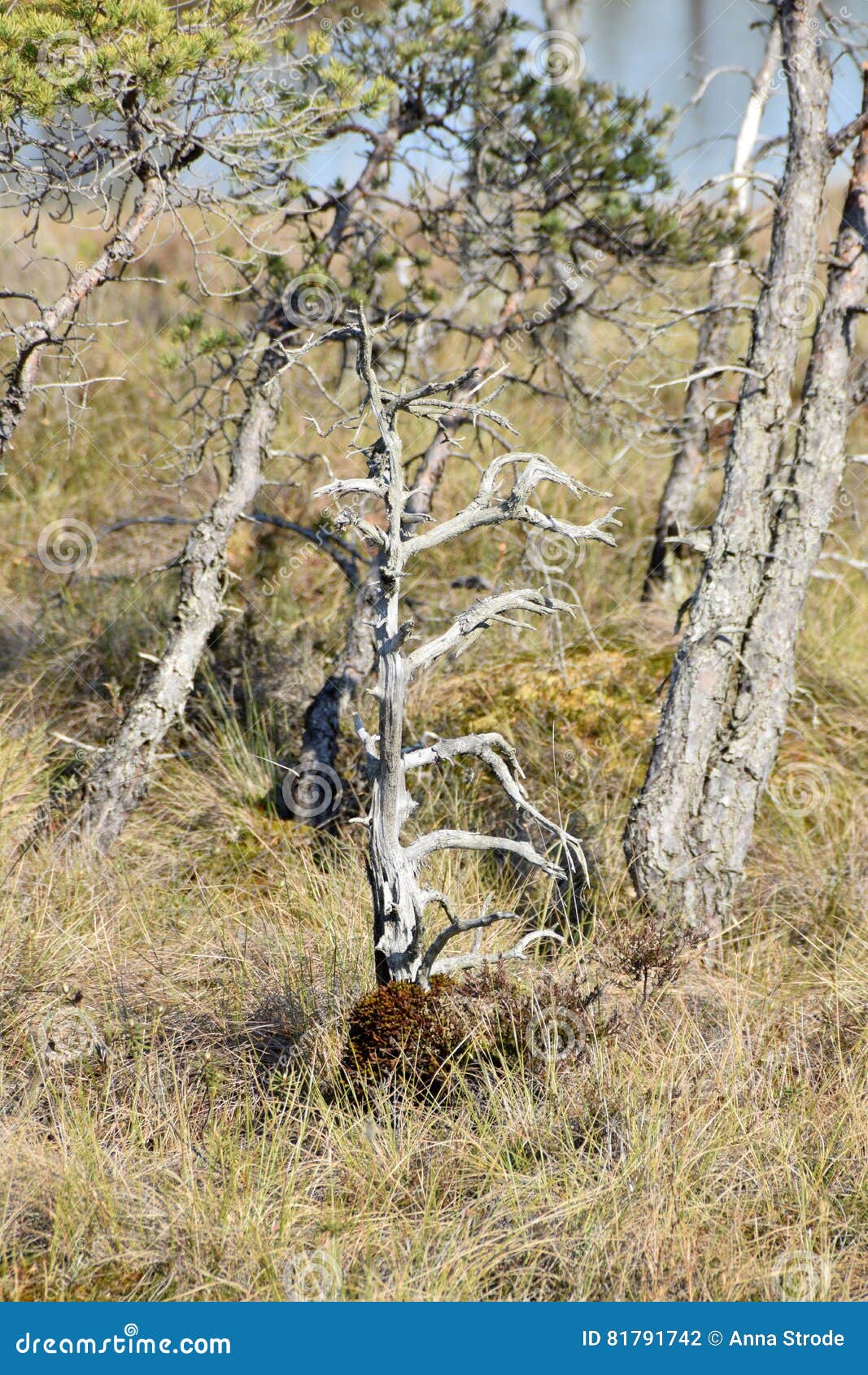 Pine Tree Growing in a Swamp. Stock Photo - Image of travel, spring ...