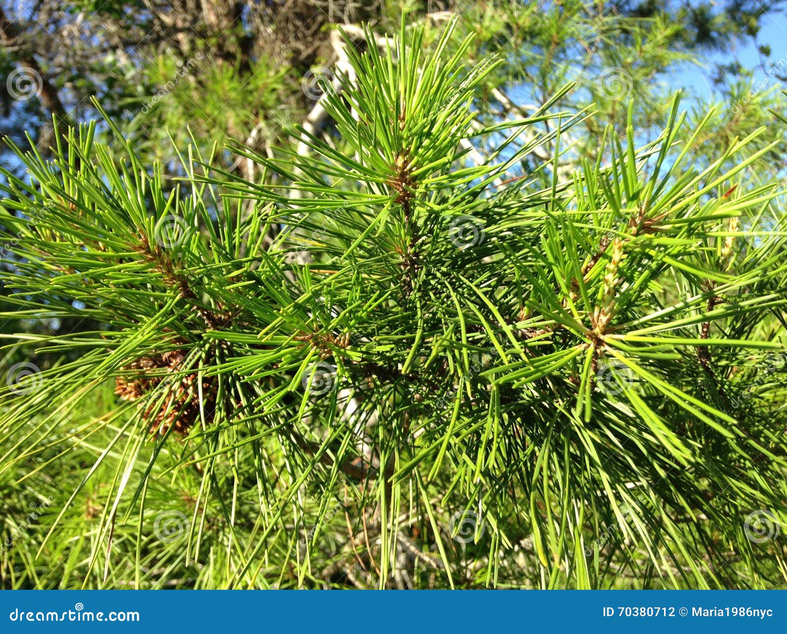 Pine Tree Growing in Woods in South Daytona, Florida. Stock Photo ...
