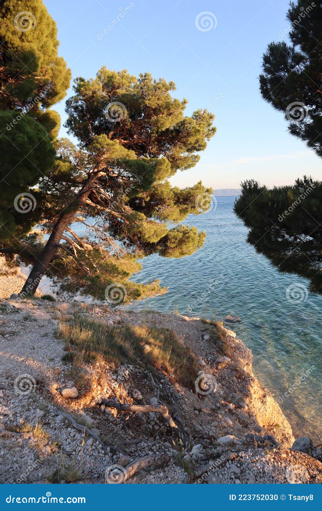 A Pine Tree Grows on a Cliff Above the Sea in the Rays of the Setting ...