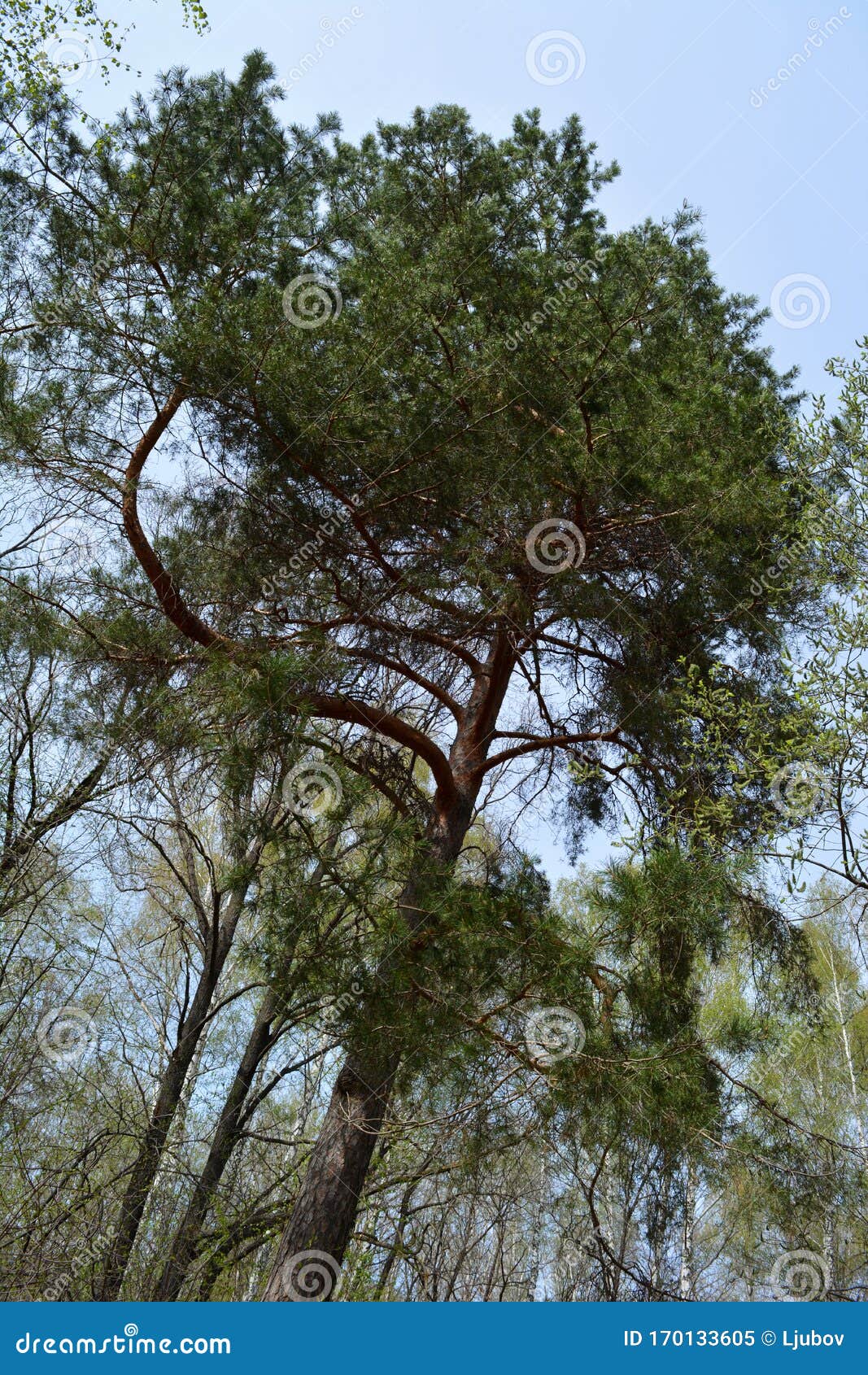 Pine Tree Grows in Deciduous Forest. Spring View Stock Image - Image of ...