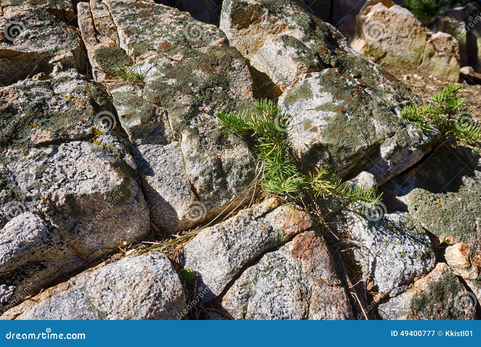 Pine Tree grows in Rock stock image. Image of grows, cracked - 49400777