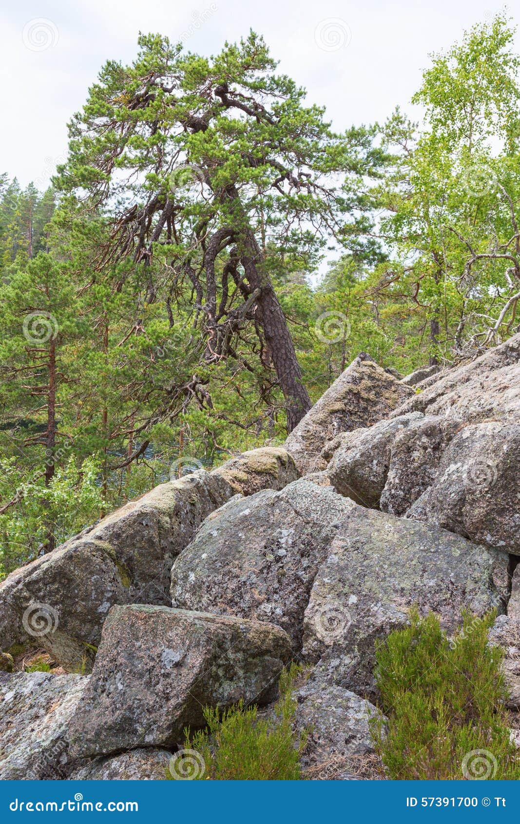 Pine Tree Grows in the Rocks Stock Photo - Image of trees, nature: 57391700