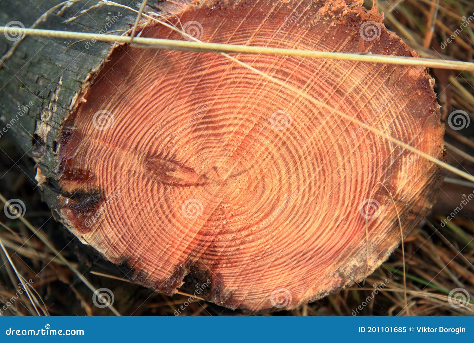Pine tree growth rings stock image. Image of natural - 201101685