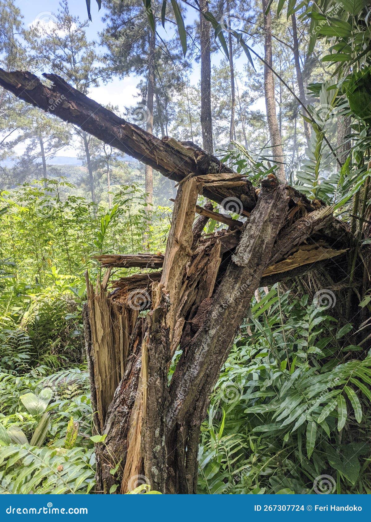 A Pine Tree that Has Fallen Due To Age Stock Photo - Image of fell ...