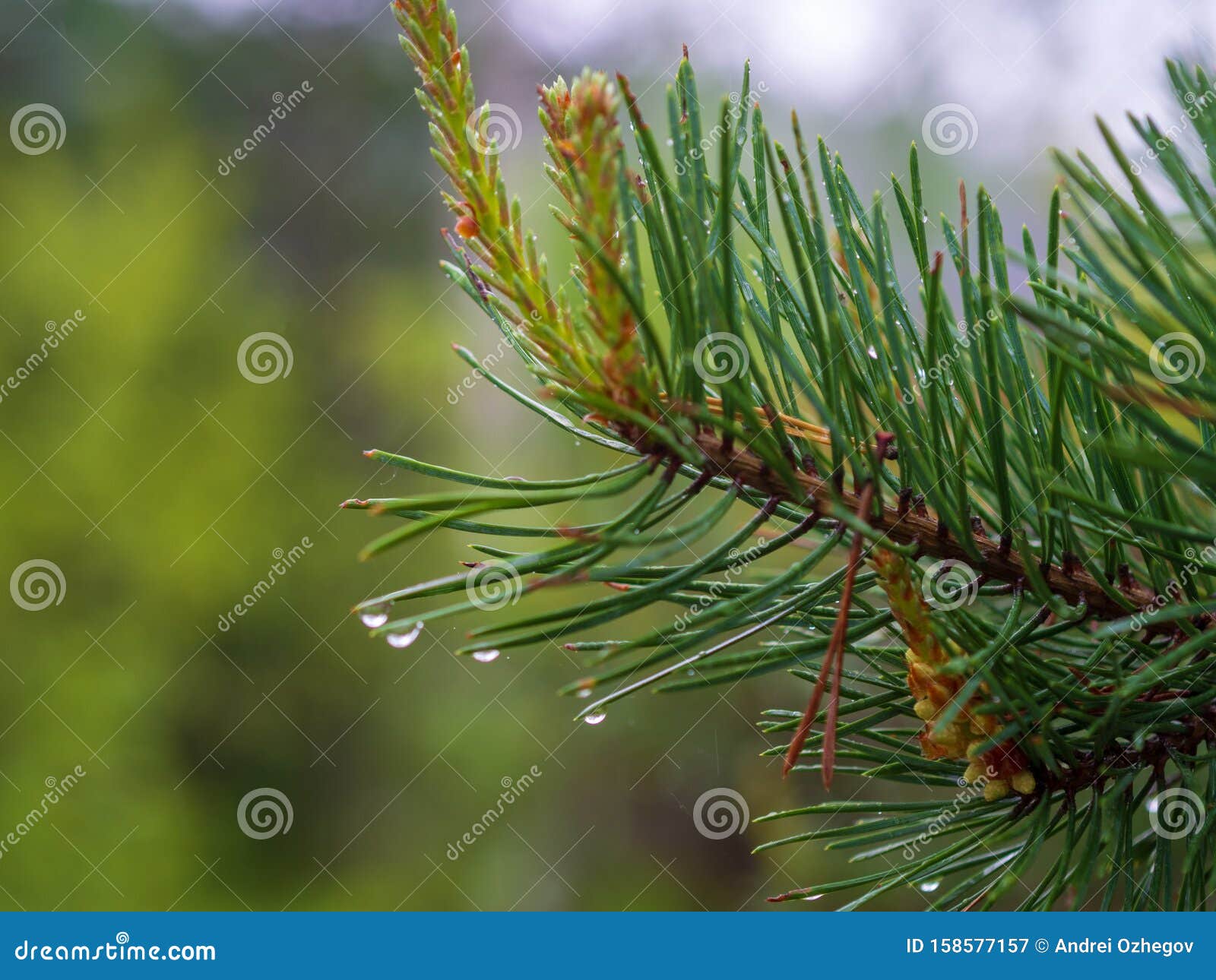 Pine Tree after Heavy Rain. Stock Image - Image of tree, close: 158577157