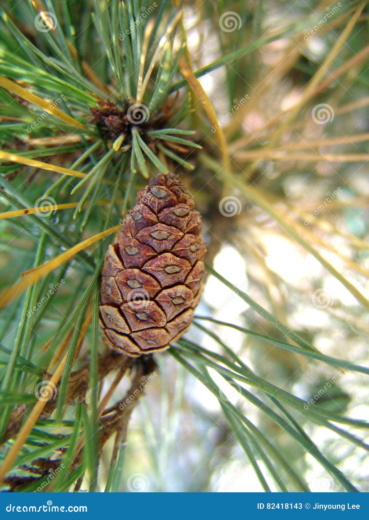 Pine Tree stock image. Image of hemlock, fruit, pine - 82418143