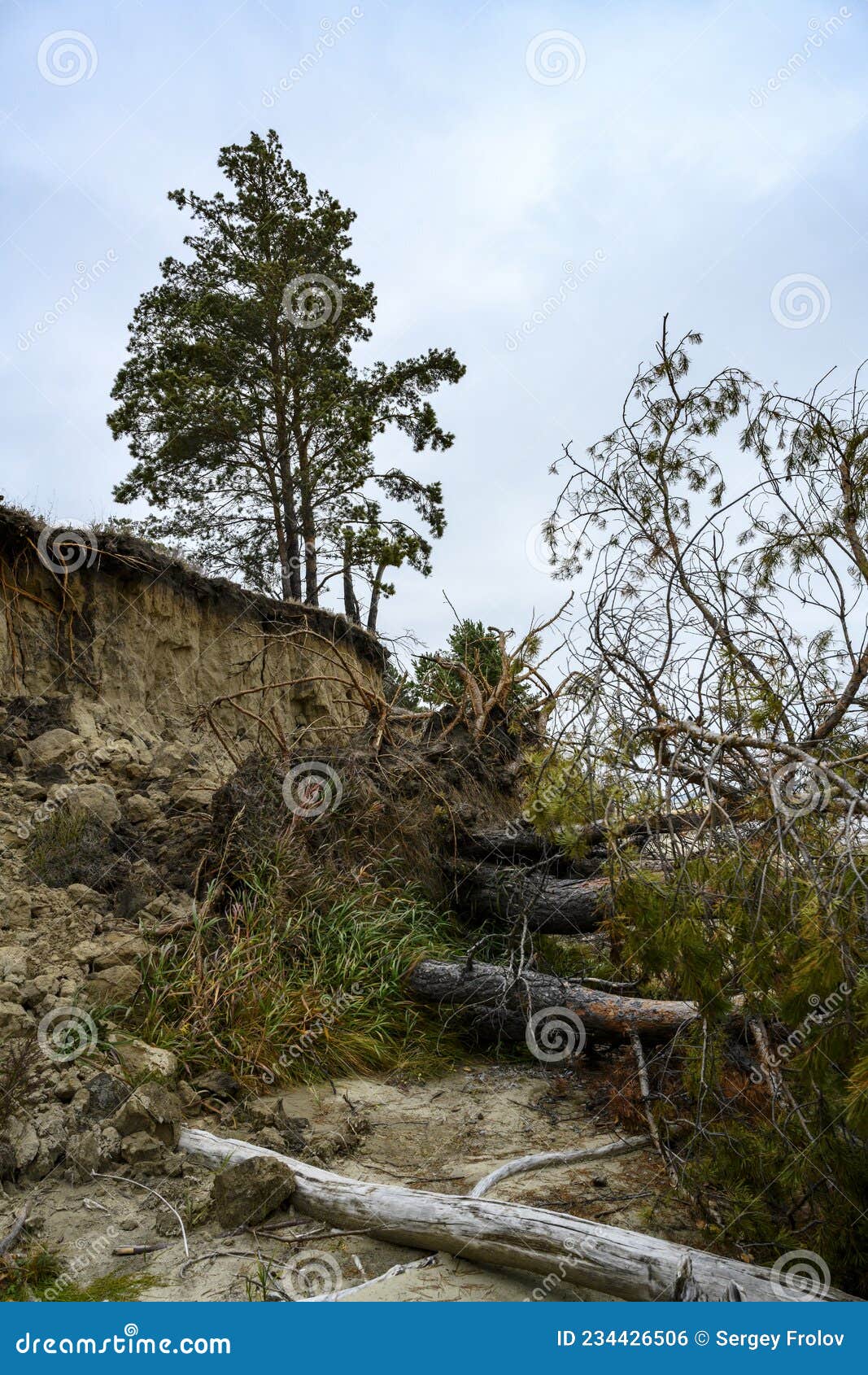 A Pine Tree is High Above the Cliff, and Fallen Pines are in the Cliff ...