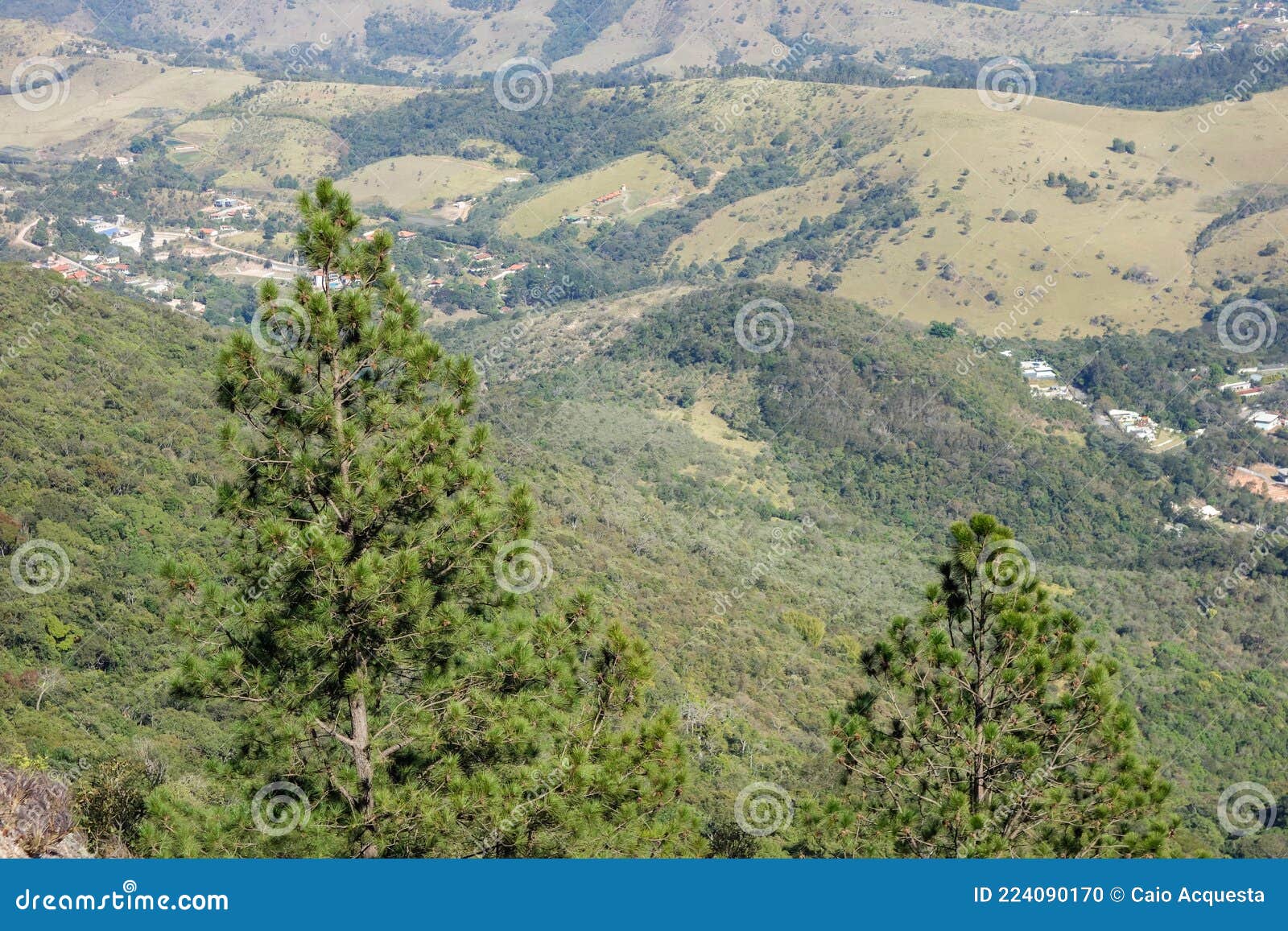 Pine Tree on High Altitude Mountainous Region Stock Photo - Image of ...