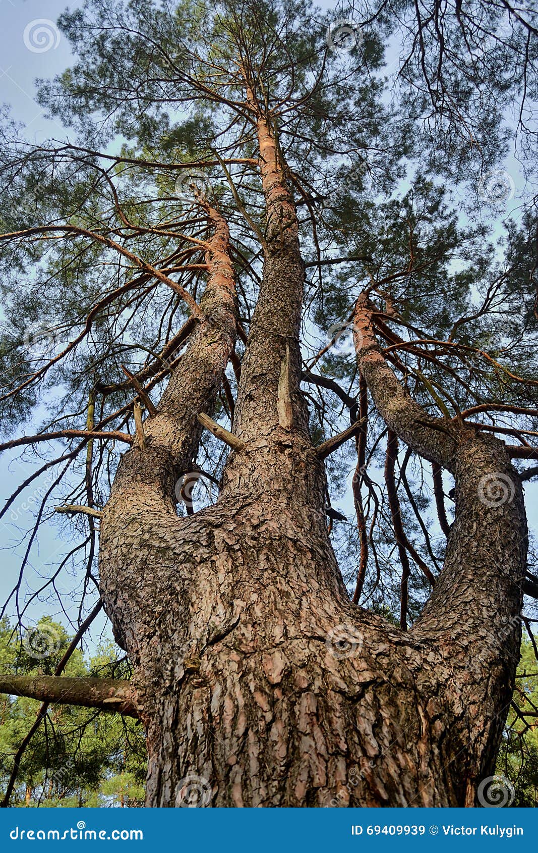 Pine tree stock image. Image of flora, branch, pine, ukraine - 69409939