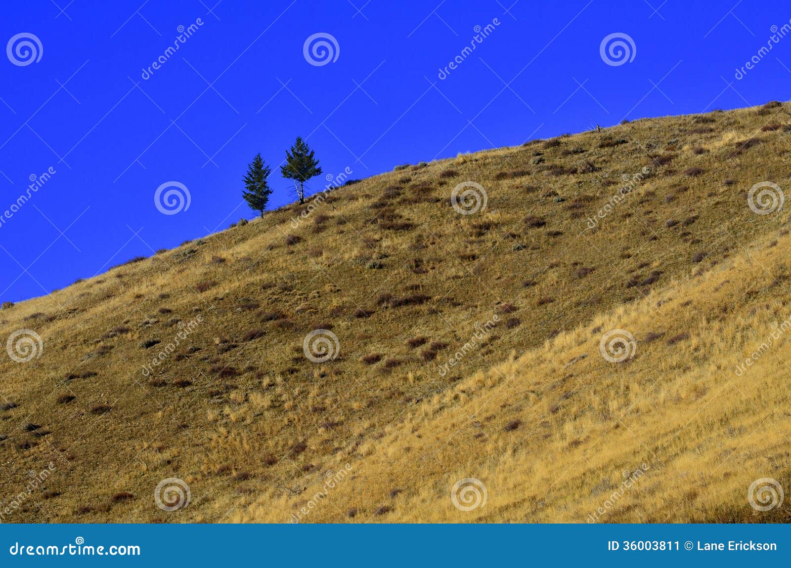 Pine Tree Hill Top stock image. Image of nature, climb - 36003811