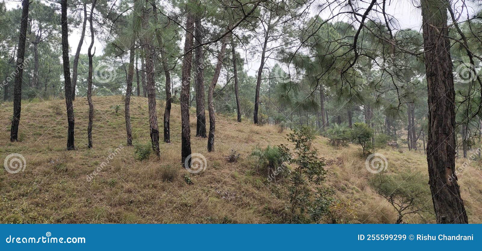 Pine Tree in Himalayan Forest Stock Image - Image of tree, wetland ...