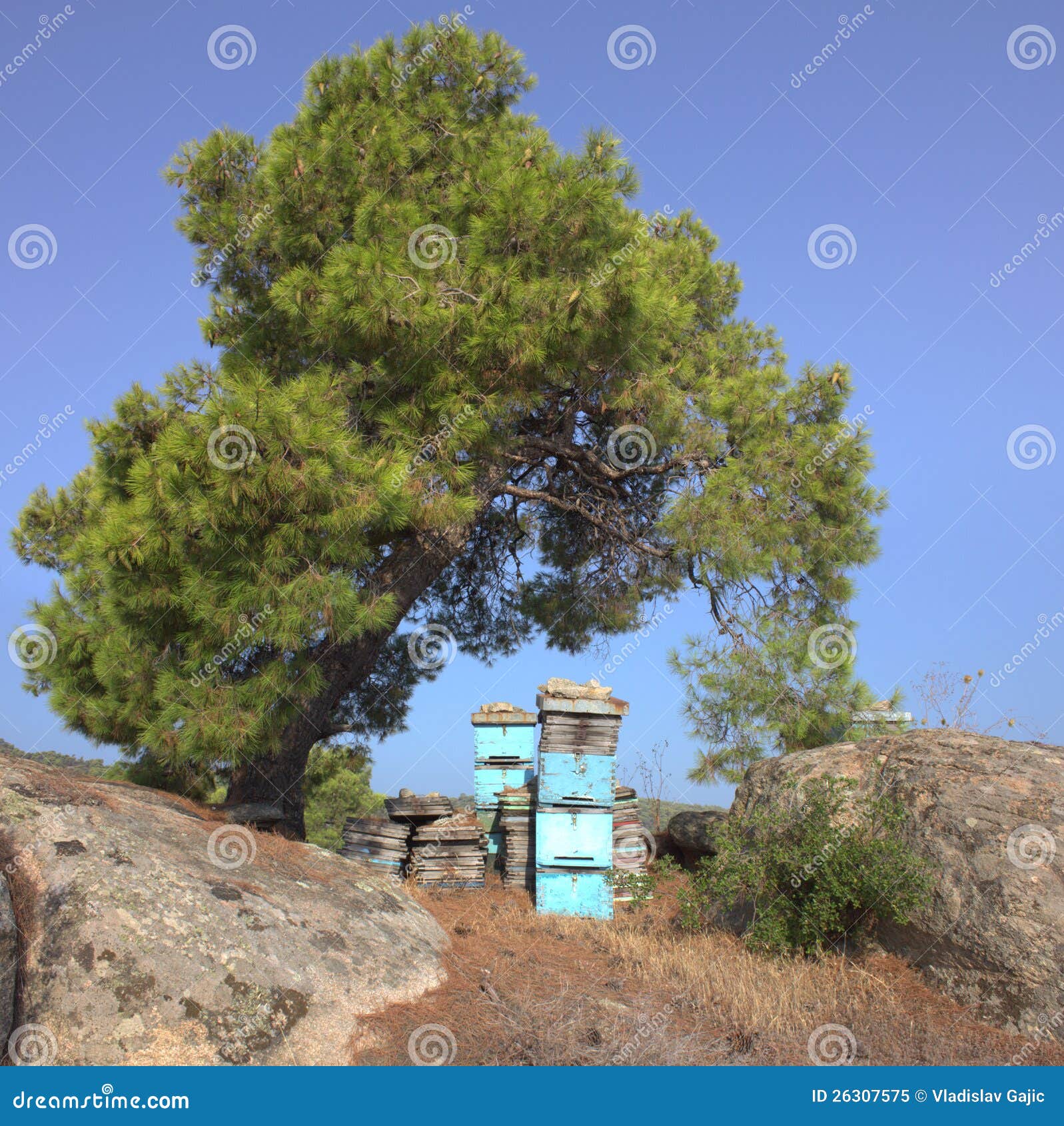 Pine tree with hives stock image. Image of nature, island - 26307575