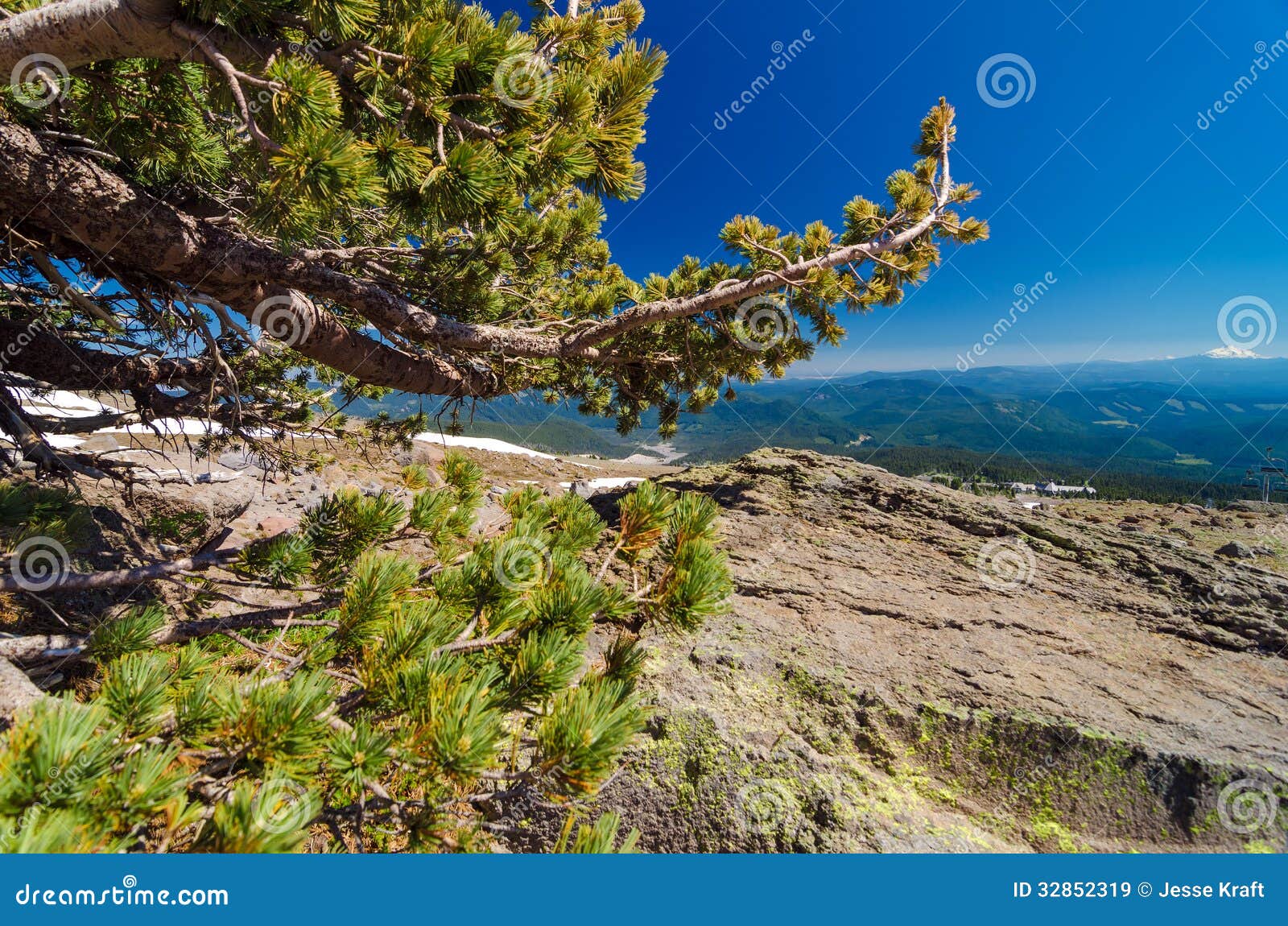 Pine Tree and Horizon stock image. Image of hill, jefferson - 32852319