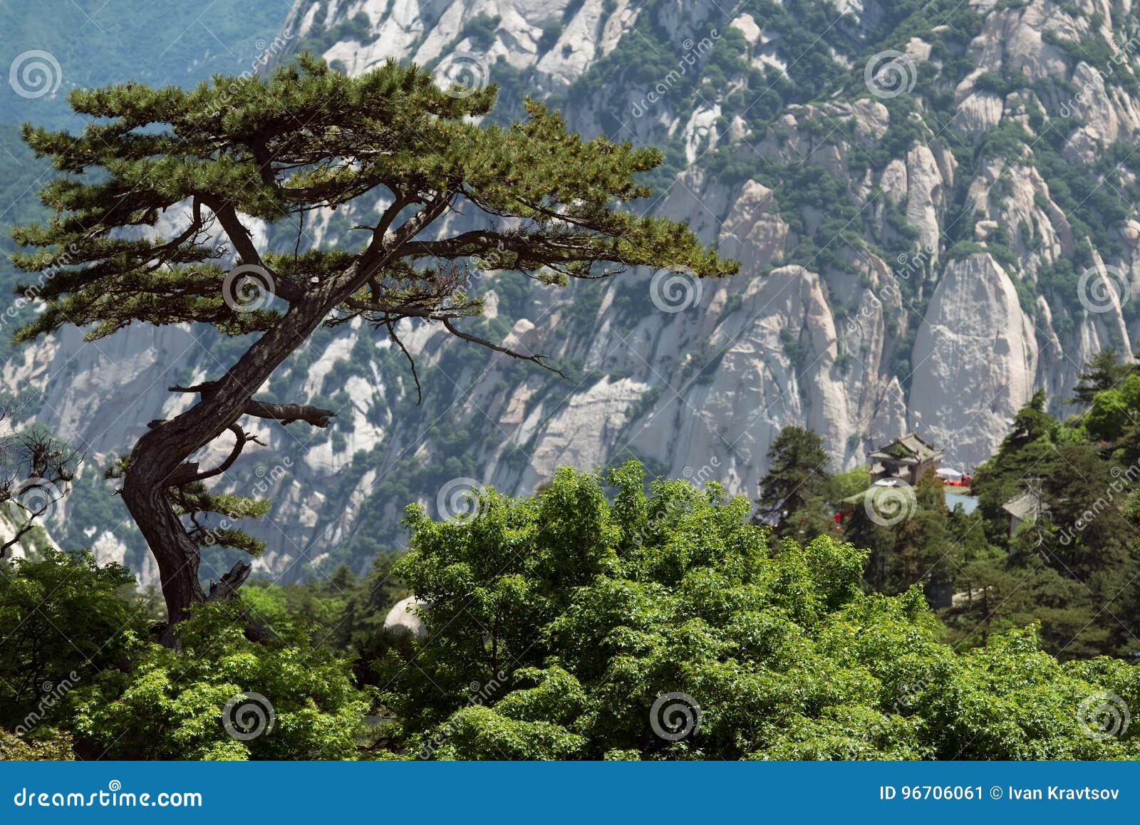 Pine tree in Huashan stock image. Image of adventure - 96706061