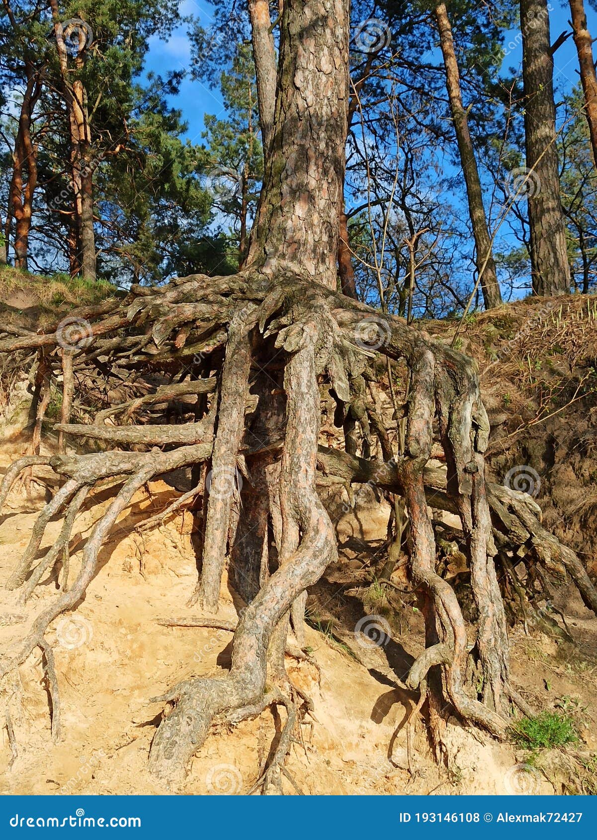 Pine Tree with Huge Roots in the Forest Stock Photo - Image of pine ...