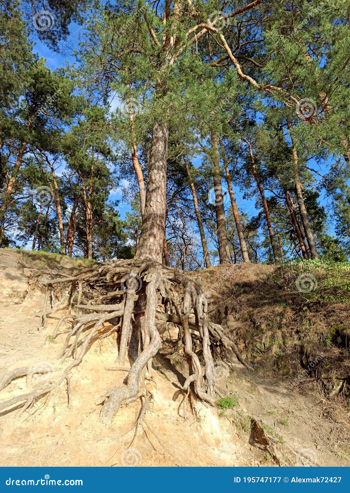 Pine Tree With Huge Roots In The Forest Stock Image Image Of Conifer