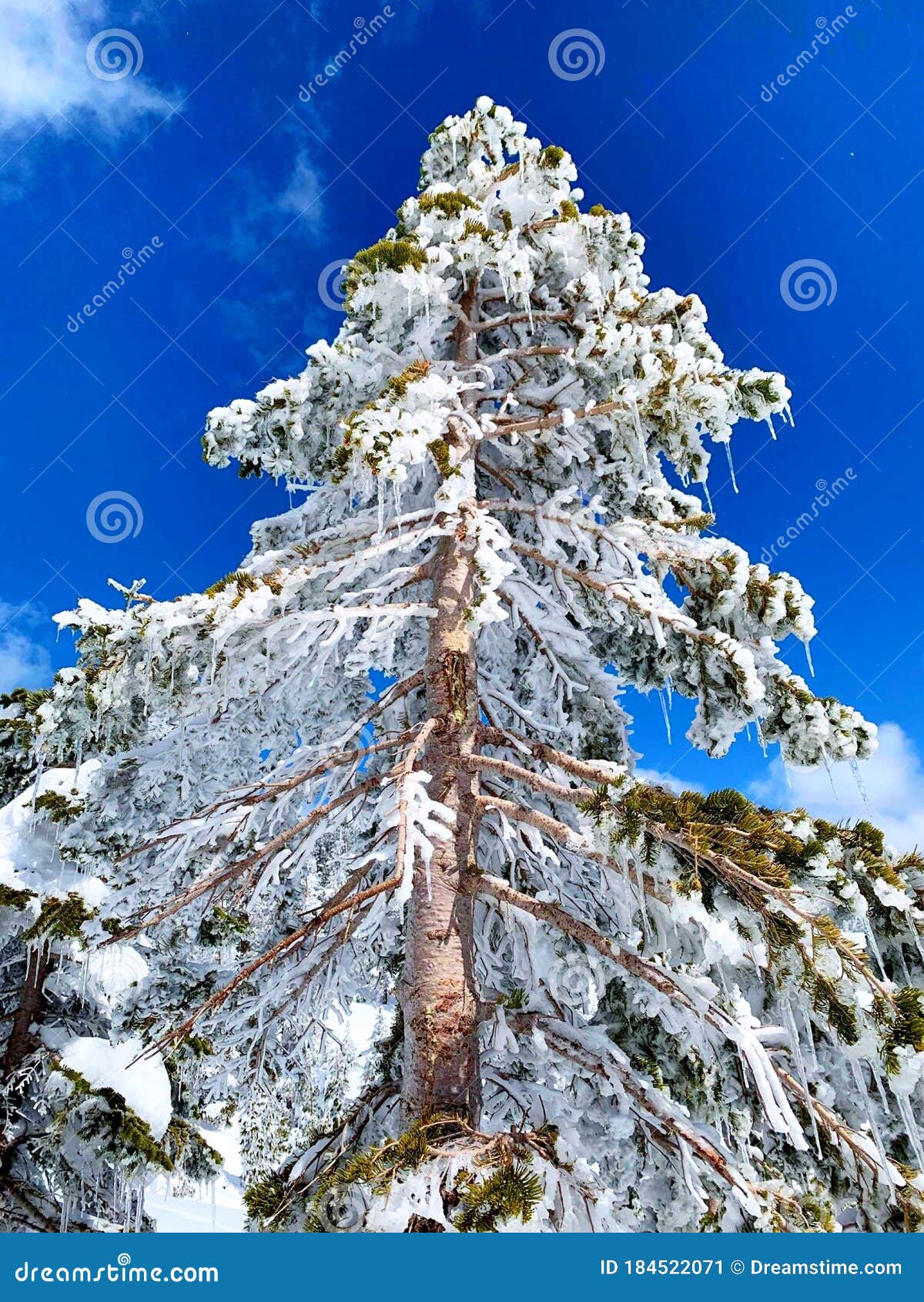 Pine tree with icicles stock image. Image of snow, tree - 184522071
