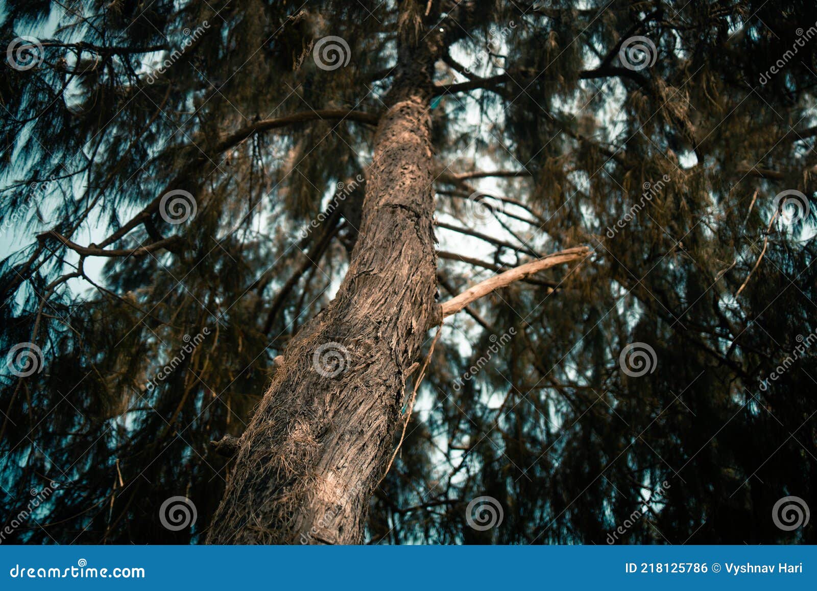 Pine Tree Inside a Forest in Karnataka, India. Stock Photo - Image of ...