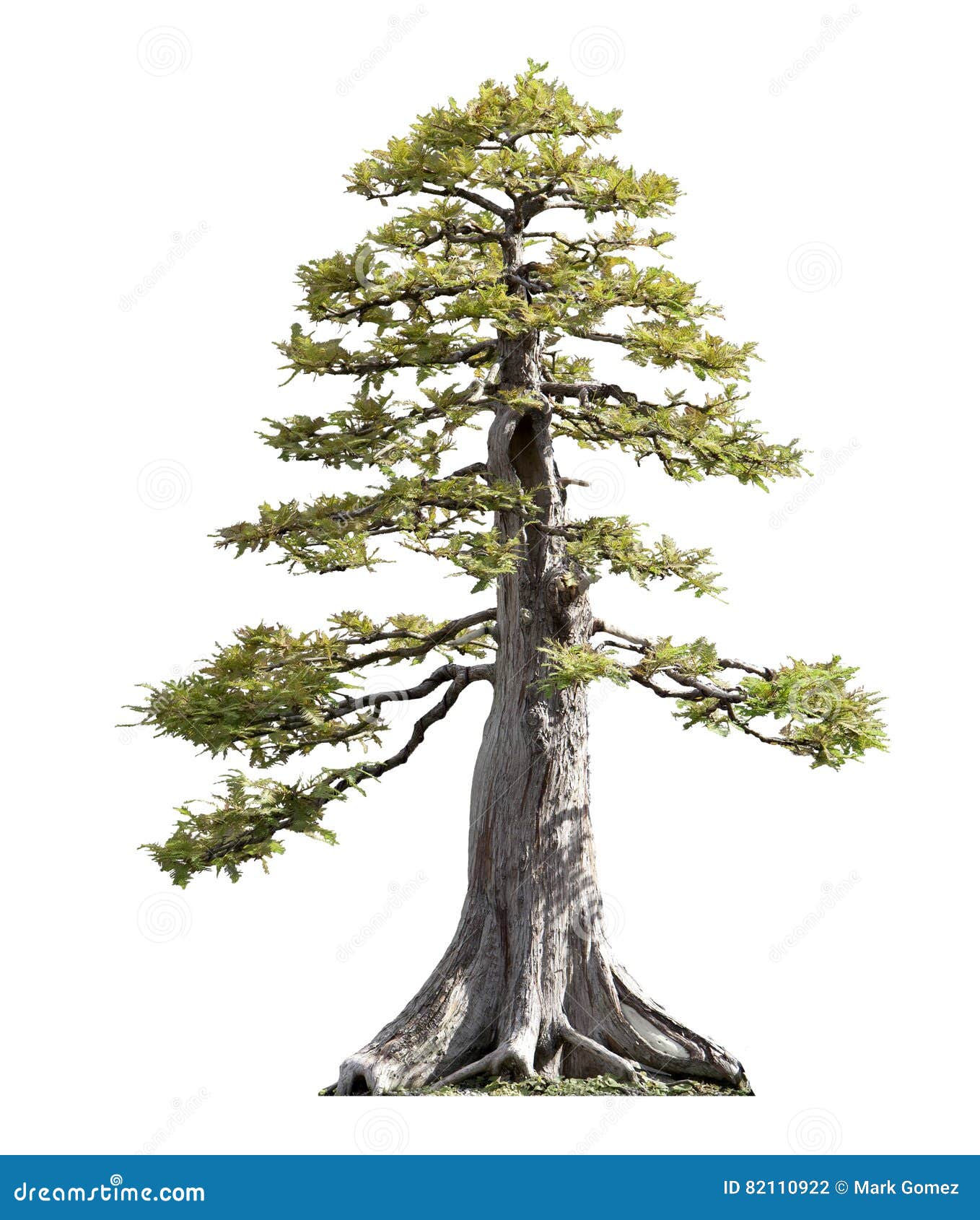 Pine Tree, isolated stock photo. Image of cutout, grove - 82110922