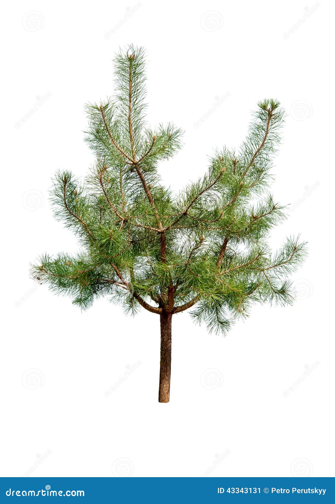 Pine tree isolated stock image. Image of isolated, year - 43343131