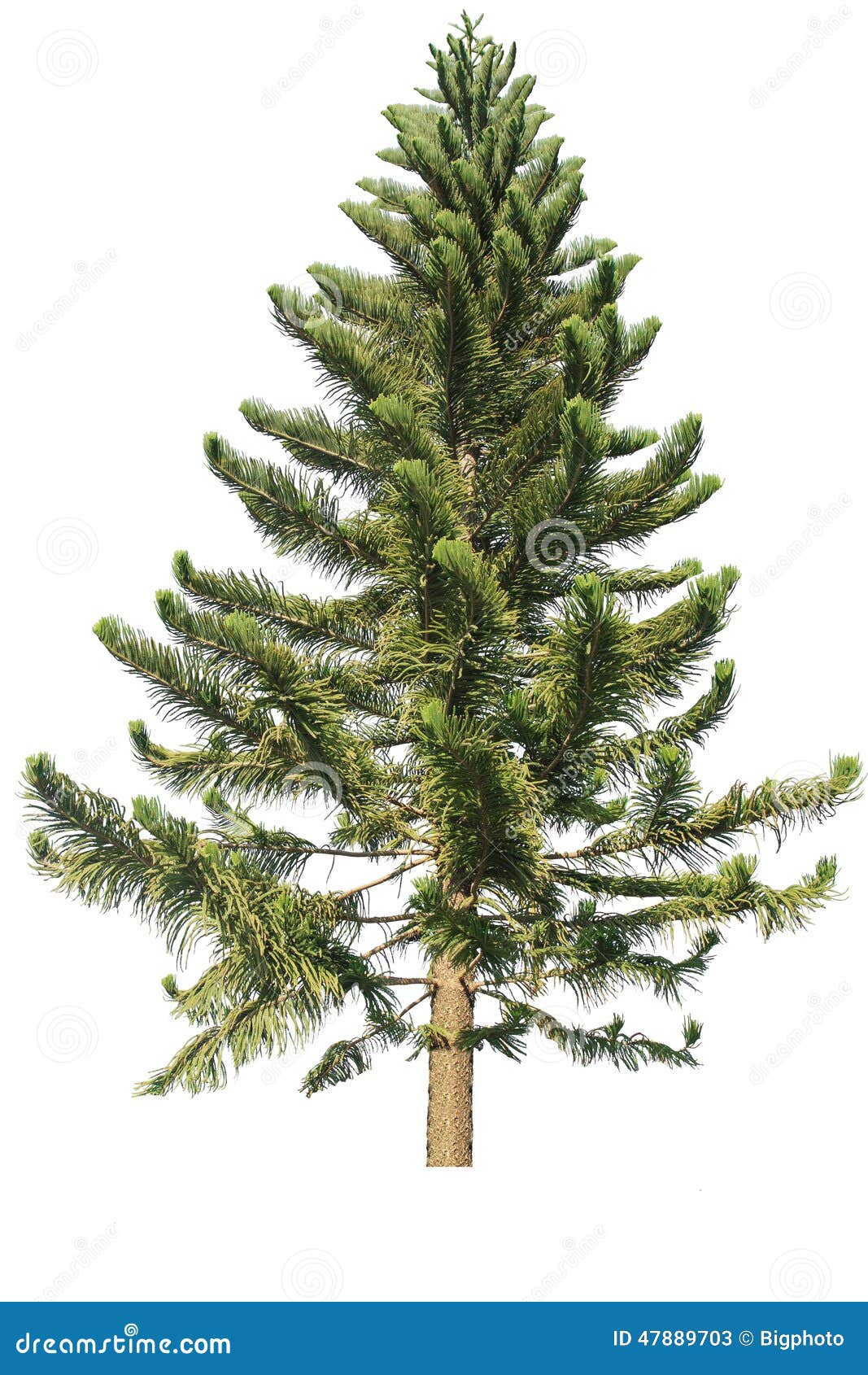 Pine Tree Isolated on a White Background Stock Image - Image of ecology ...