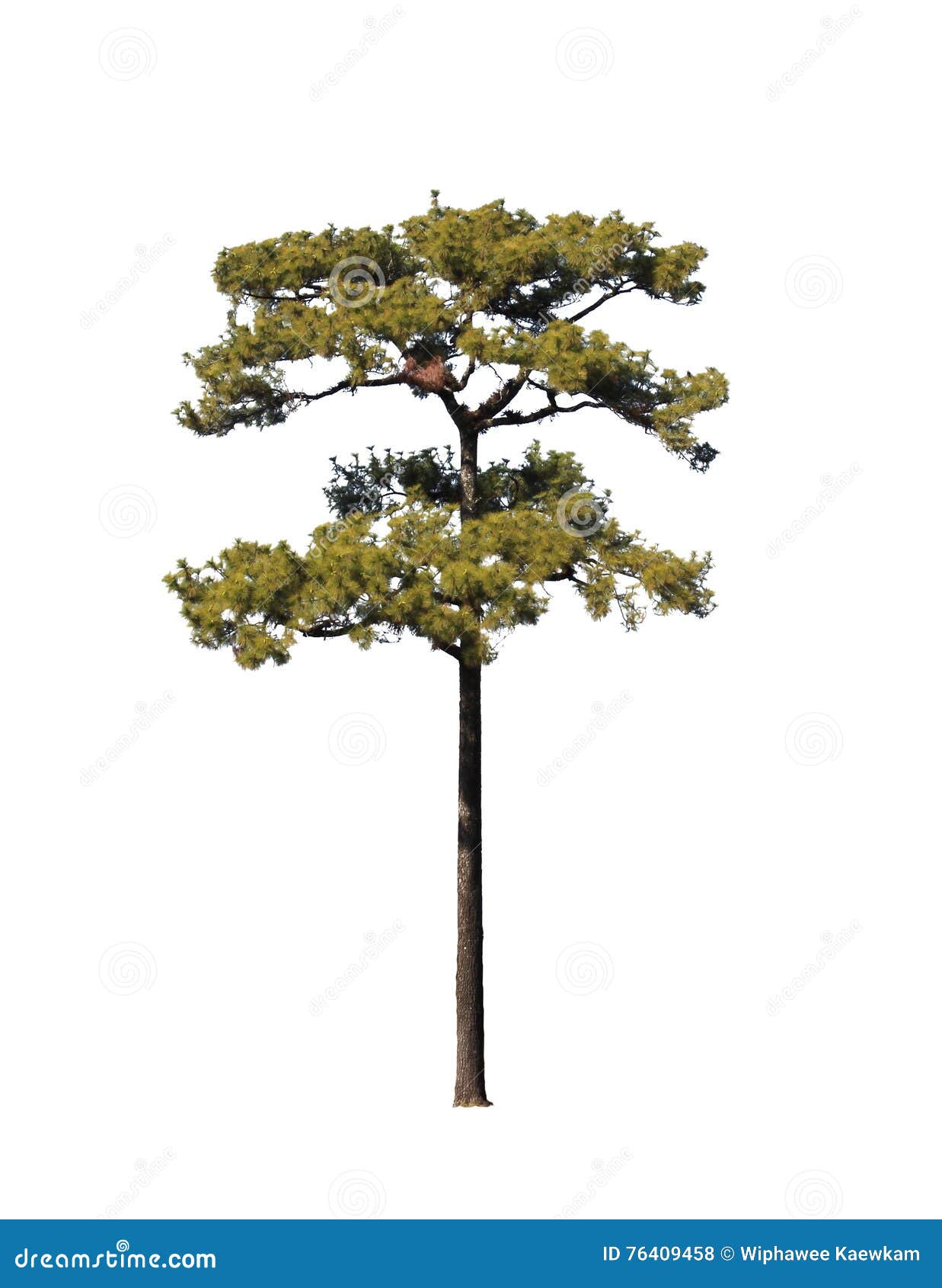 Pine tree isolated stock photo. Image of trunk, branch - 76409458