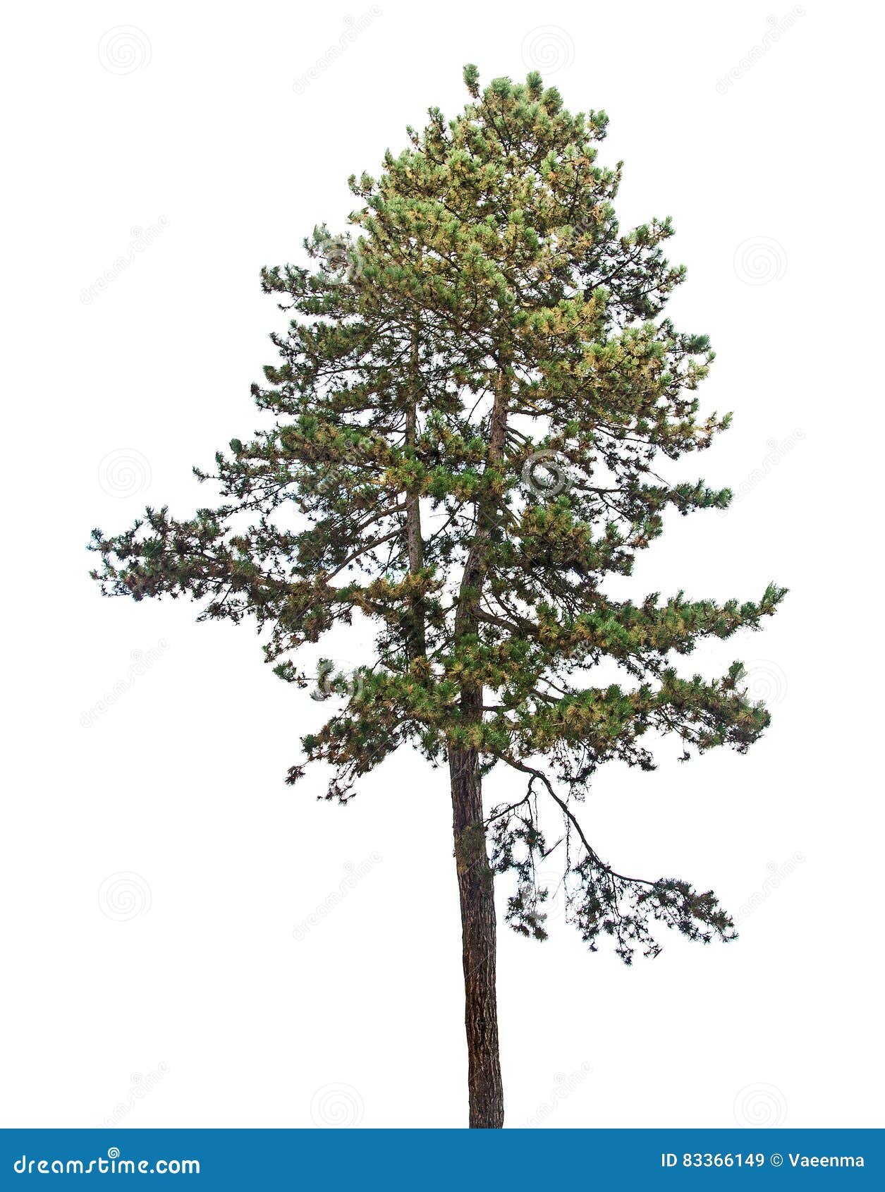 Pine tree stock image. Image of isolated, nature, trunk - 83366149