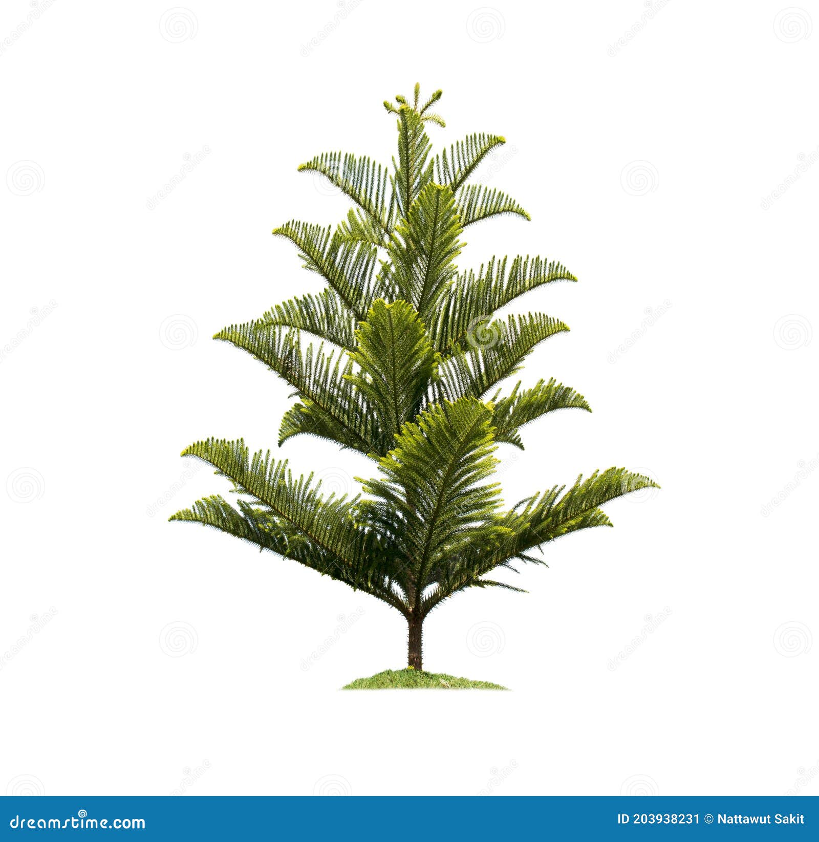 Pine Tree Isolated on White Background with Clipping Paths for Garden ...