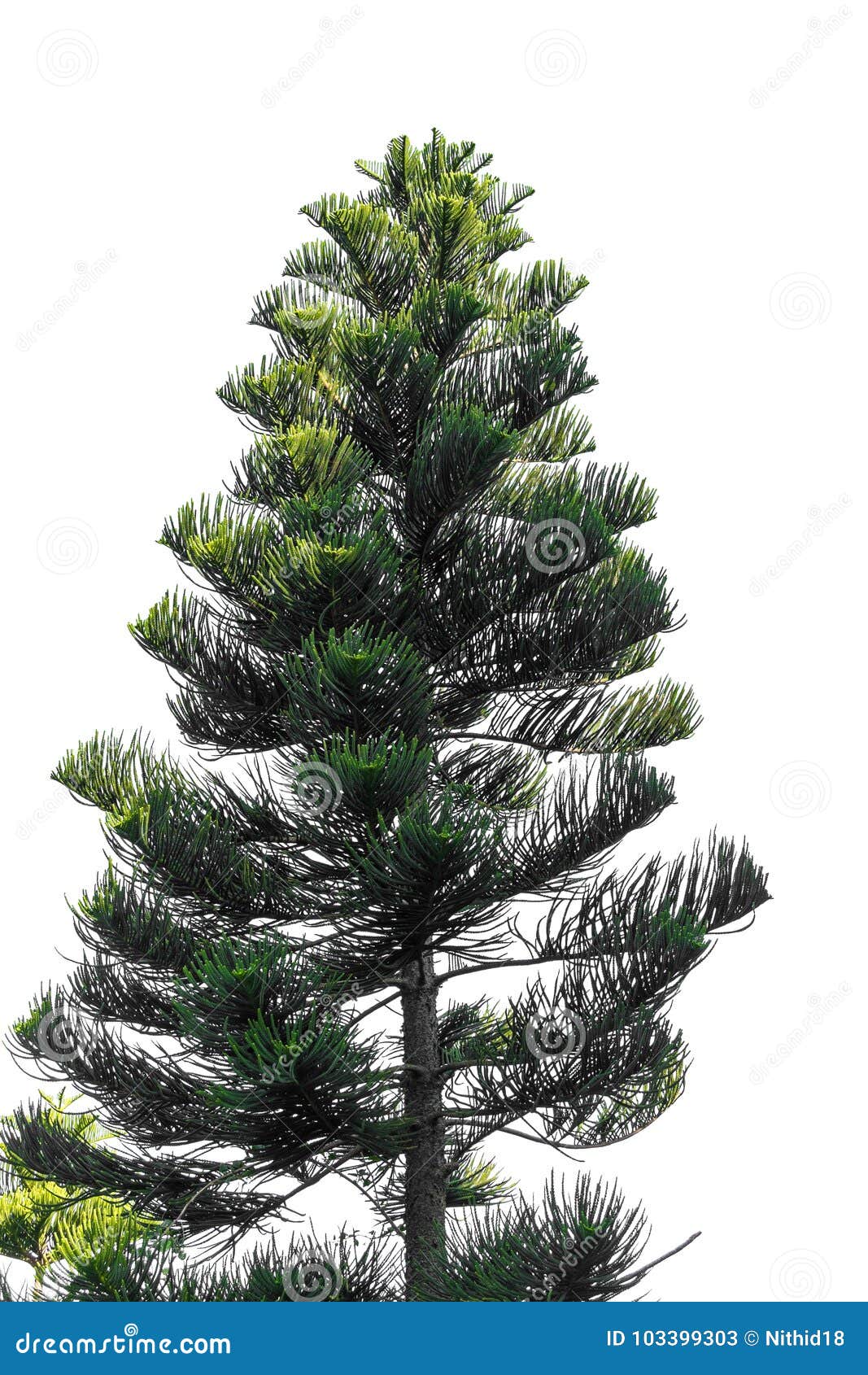 Pine Tree , Isolated on White Background Stock Image - Image of tall ...