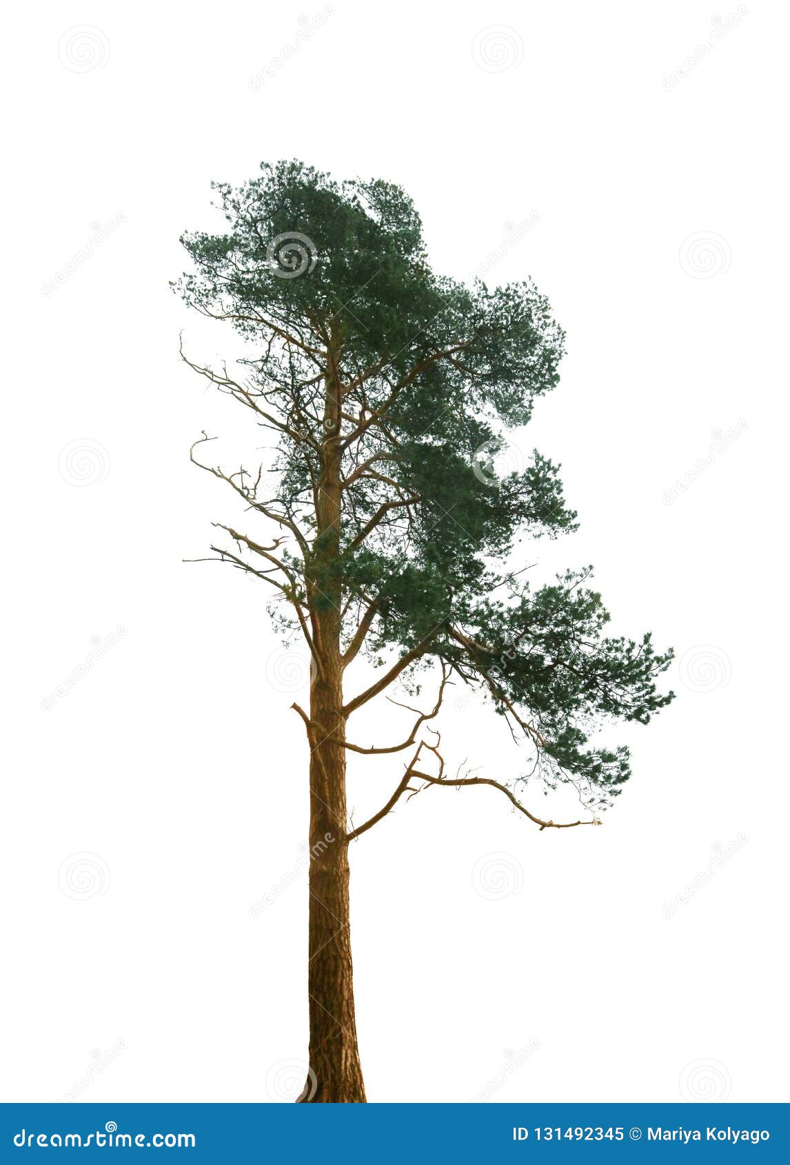 Pine Tree Isolated on White Background. Stock Image - Image of closeup ...