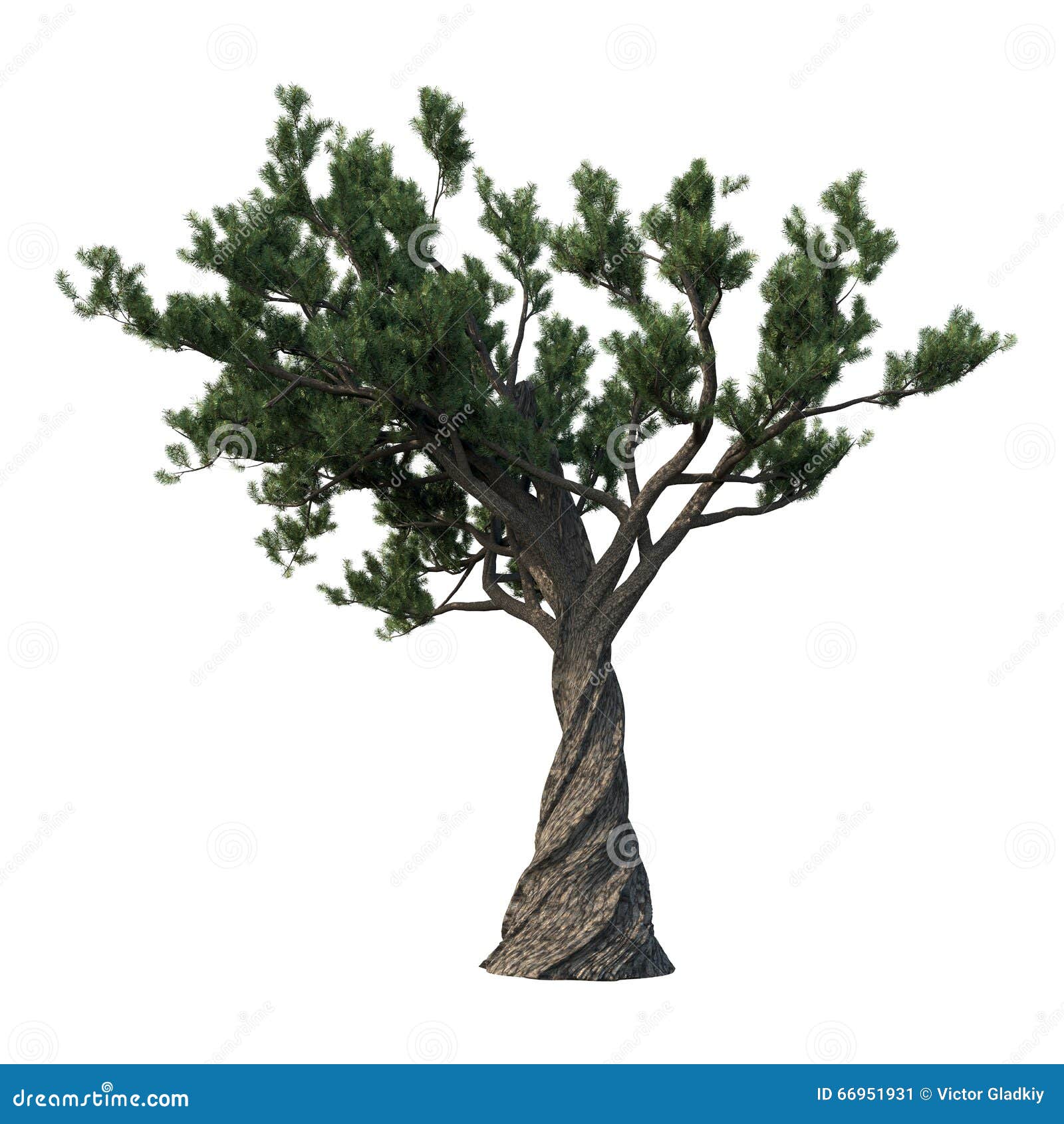 Pine Tree Isolated on White Stock Image - Image of white, outdoor: 66951931