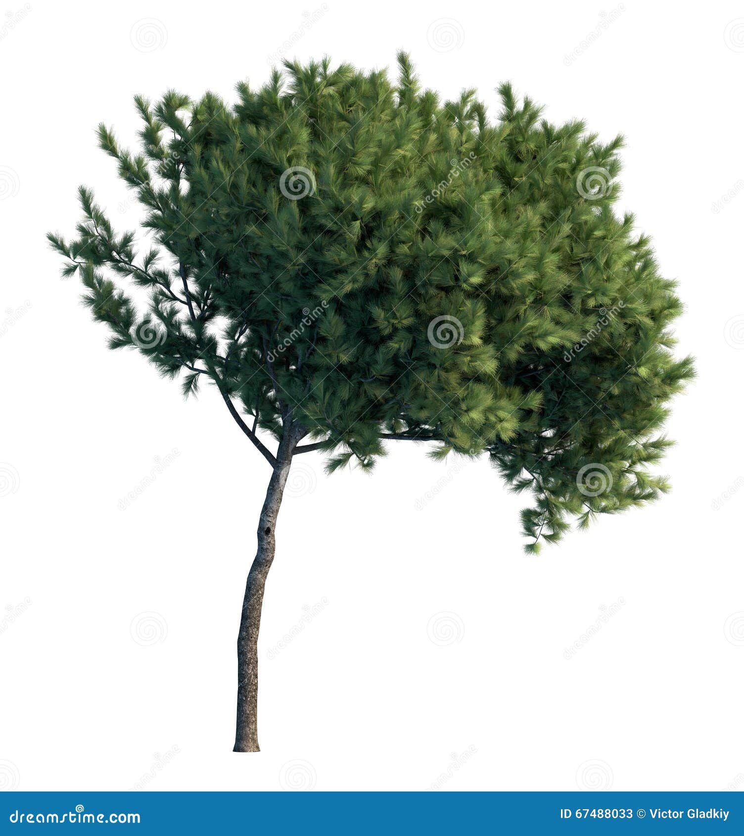 Pine Tree Isolated on White Stock Image - Image of forest, branch: 67488033