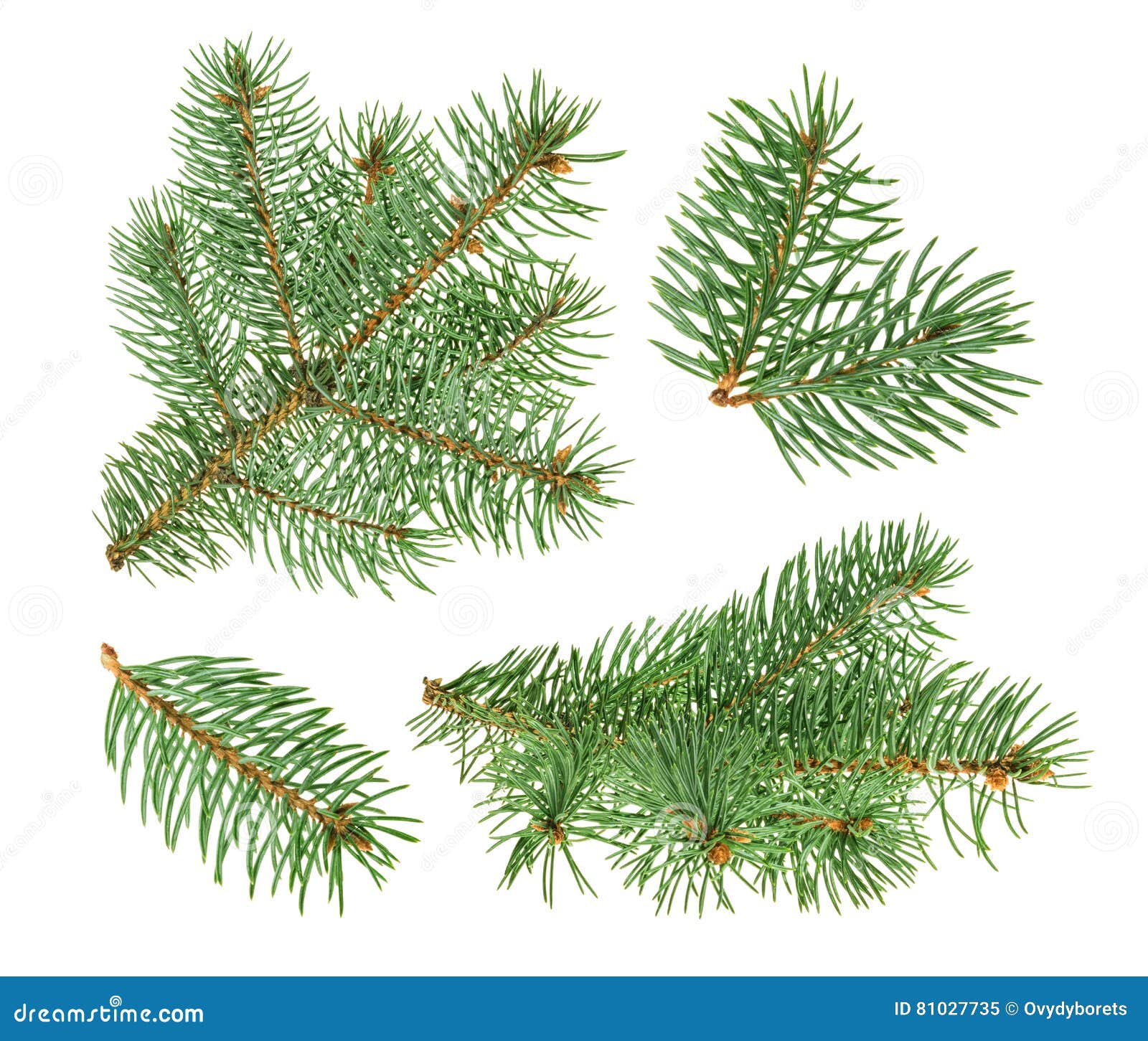 Pine Tree Isolated on White. without Shadow Stock Image - Image of ...