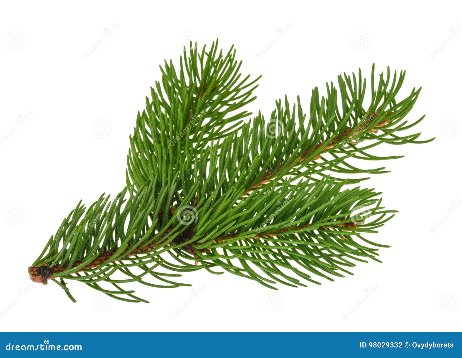 Pine Tree Isolated on White without Shadow Stock Photo - Image of blue ...