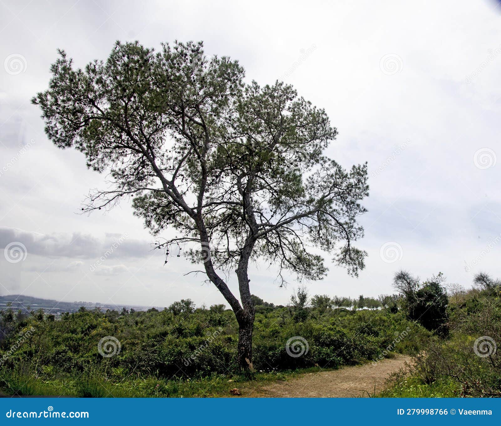Pine tree at Israel stock photo. Image of nature, israel - 279998766