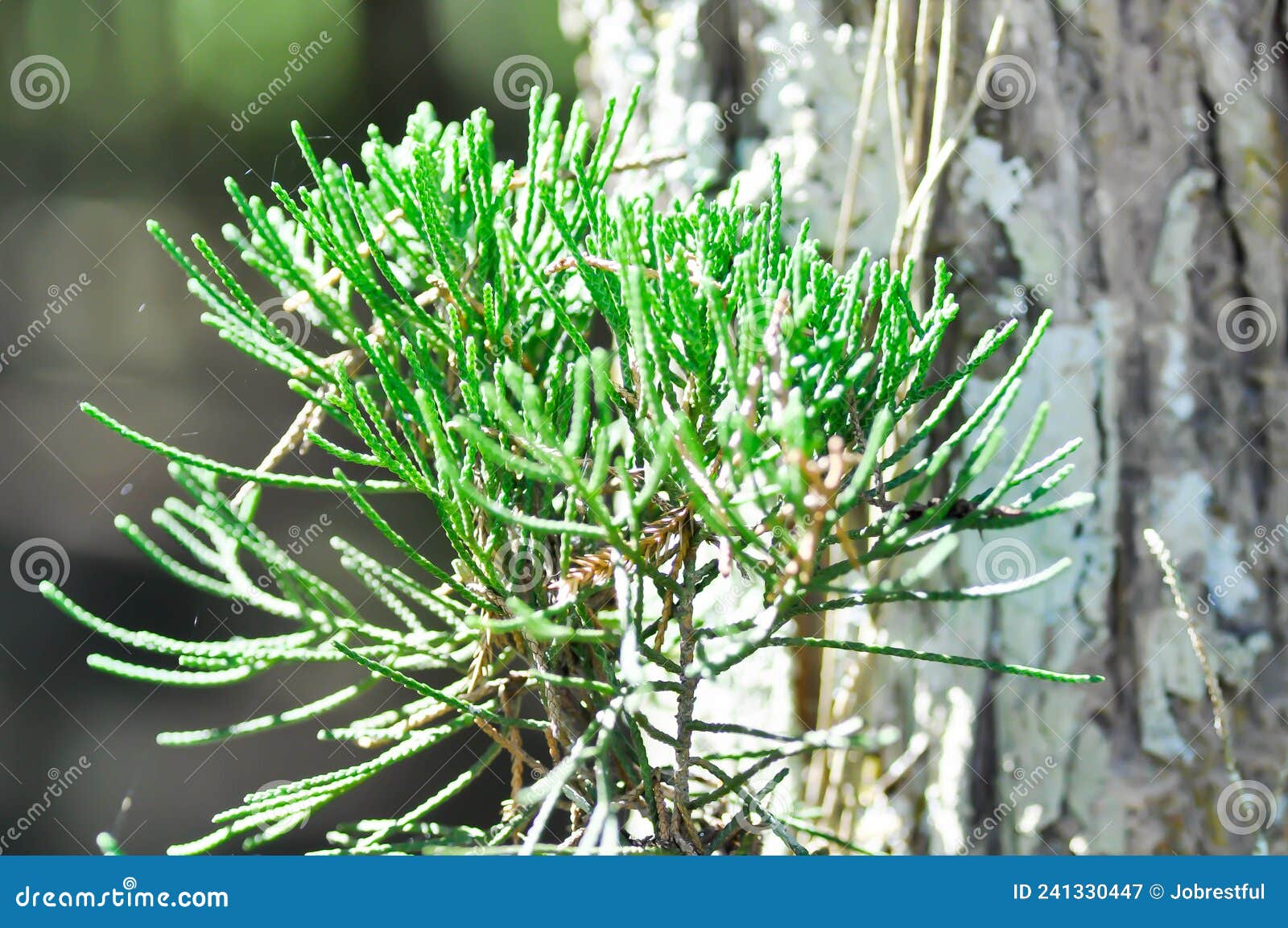 Italian Cypress, Pencil Pine or Cupressus Sempervirens L or Cupressus ...