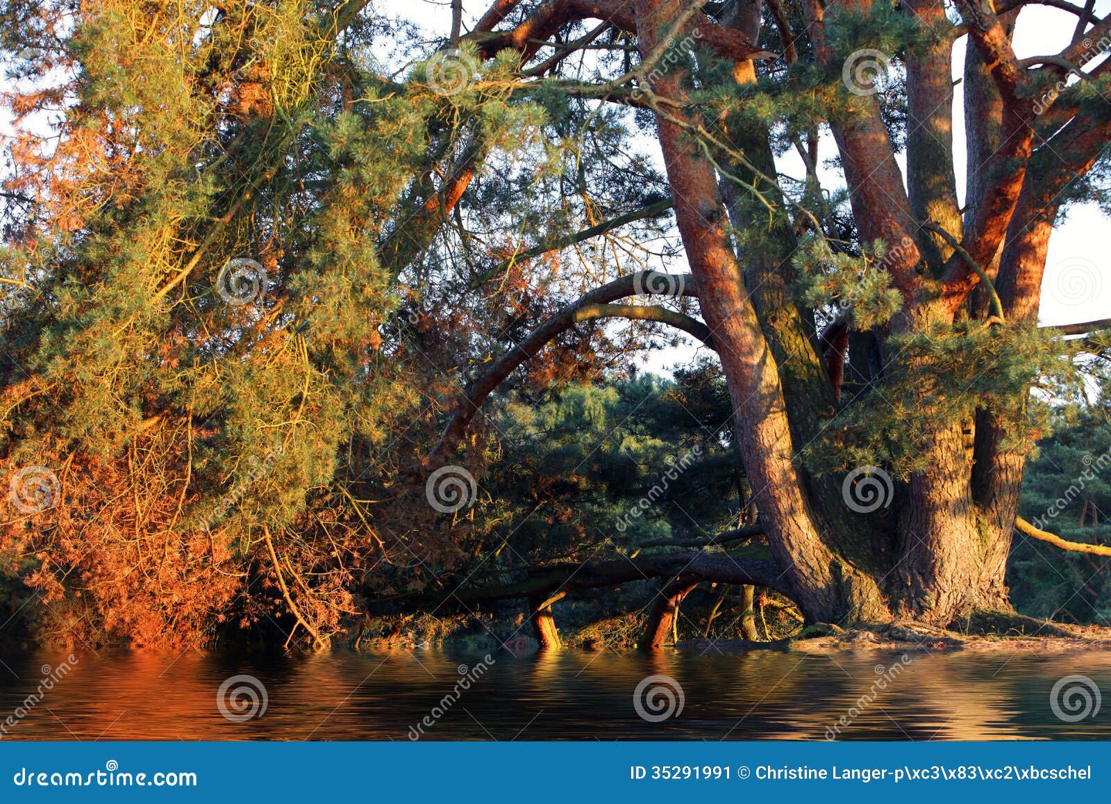 Pine Tree with Its Branches Arching Over Water Stock Image - Image of ...