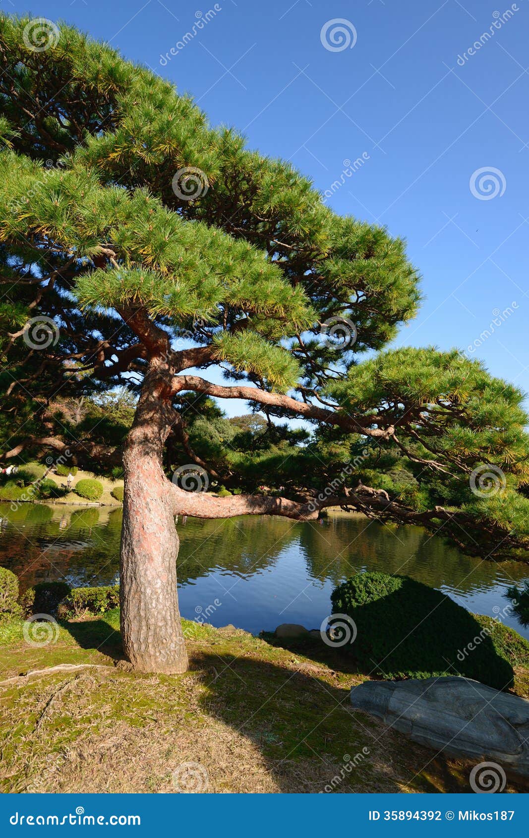 Pine tree in Japan stock photo. Image of green, christmas - 35894392