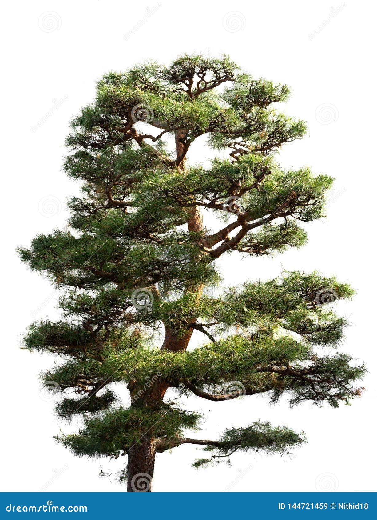 Pine Tree in Japanese Garden on White Background Stock Image - Image of ...