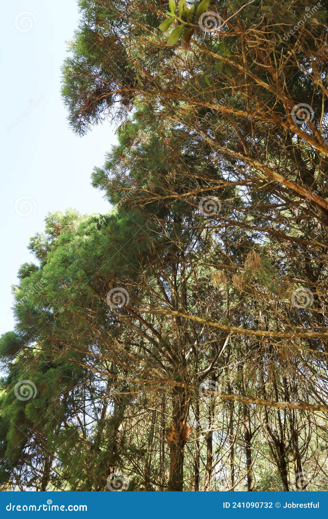 Pine Tree , Juniperus Chinensis, Chinese Juniper or CUPRESSACEAE Stock ...