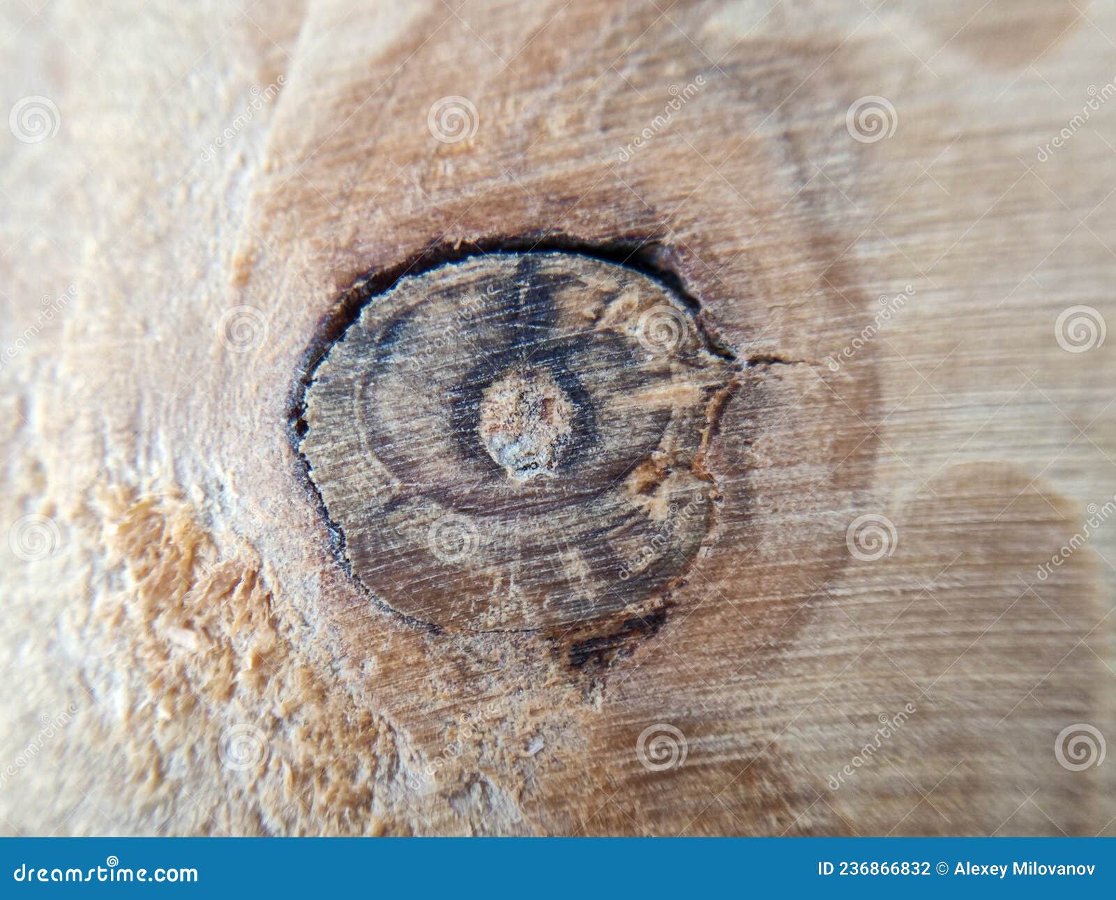 Pine tree knot macro photo stock photo. Image of abstract - 236866832