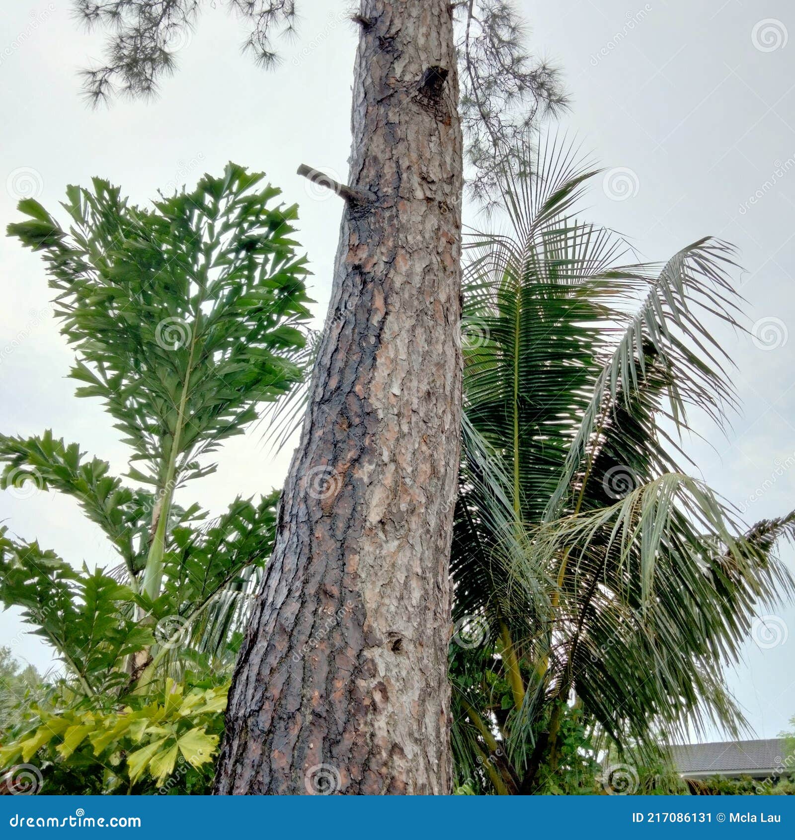 Pine tree stock image. Image of perspective, l00k, pine - 217086131