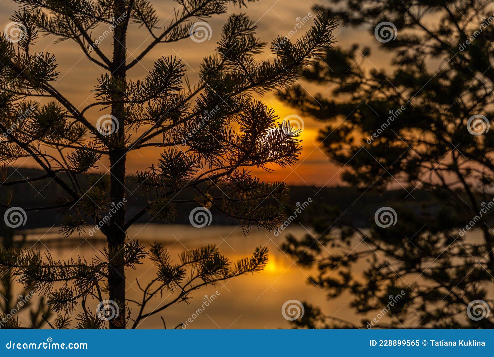 Pine Tree is by a Lake in a Park in the Evening. Sunset Stock Image ...