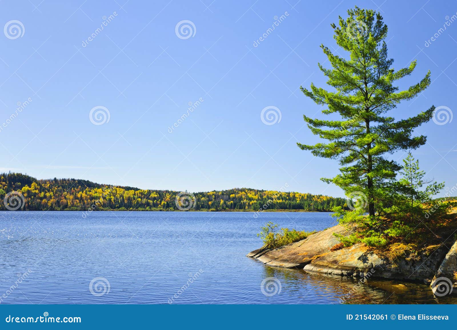 Pine tree at lake shore stock image. Image of tranquil - 21542061