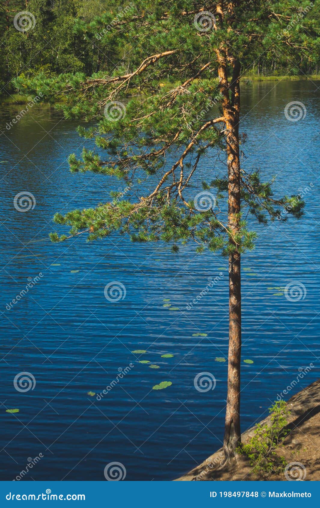 Pine Tree on the Lake Shore. Water Surface. Sunny Day Stock Photo ...