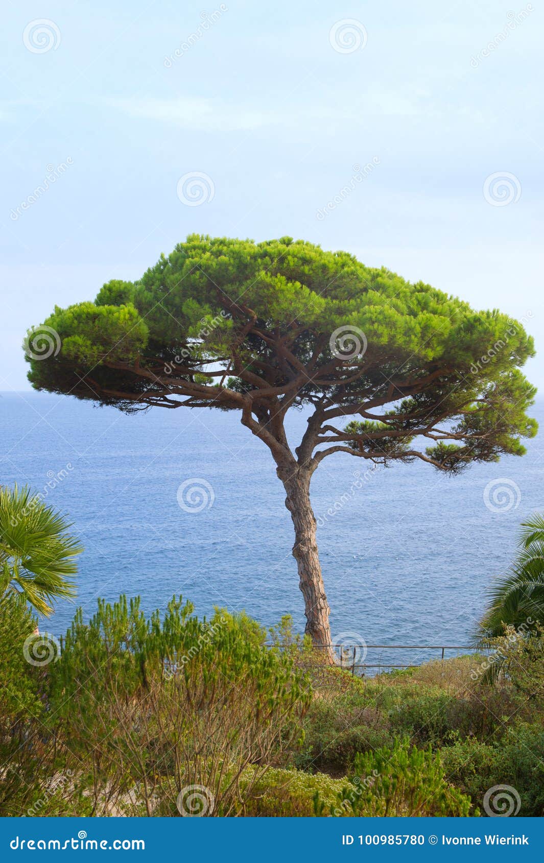 Pine tree at the coast stock photo. Image of pine, costa - 100985780
