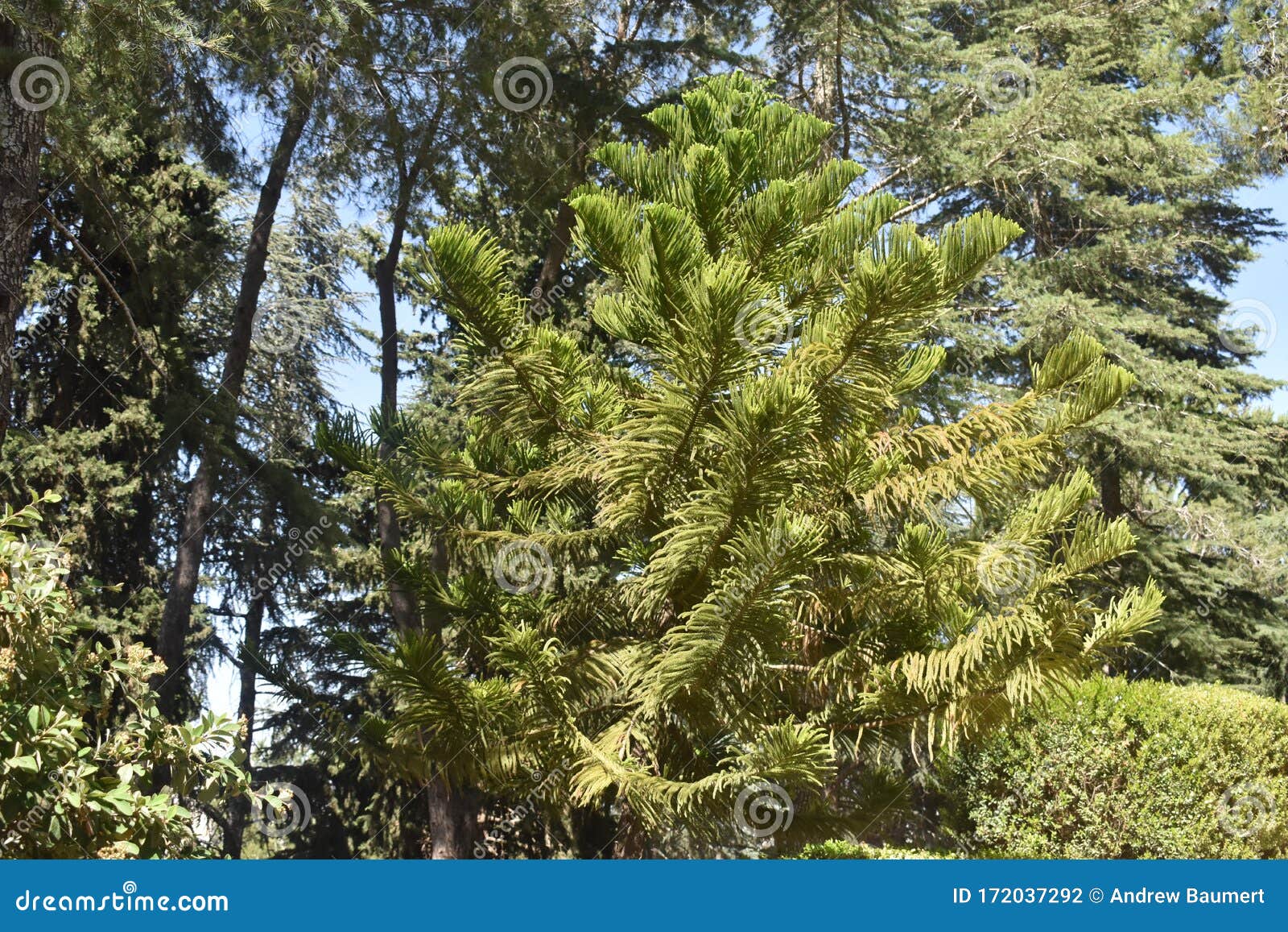PIne Tree Landscape in a Forest in Israel Stock Photo - Image of pine ...