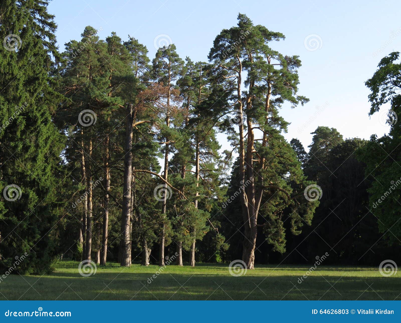 Pine tree on the lawn stock image. Image of garden, background - 64626803
