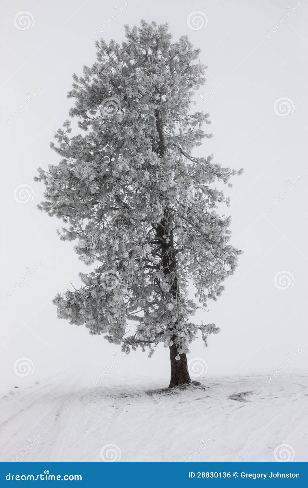 Pine Tree Layered in Frost and Fog. Stock Photo - Image of beauty ...