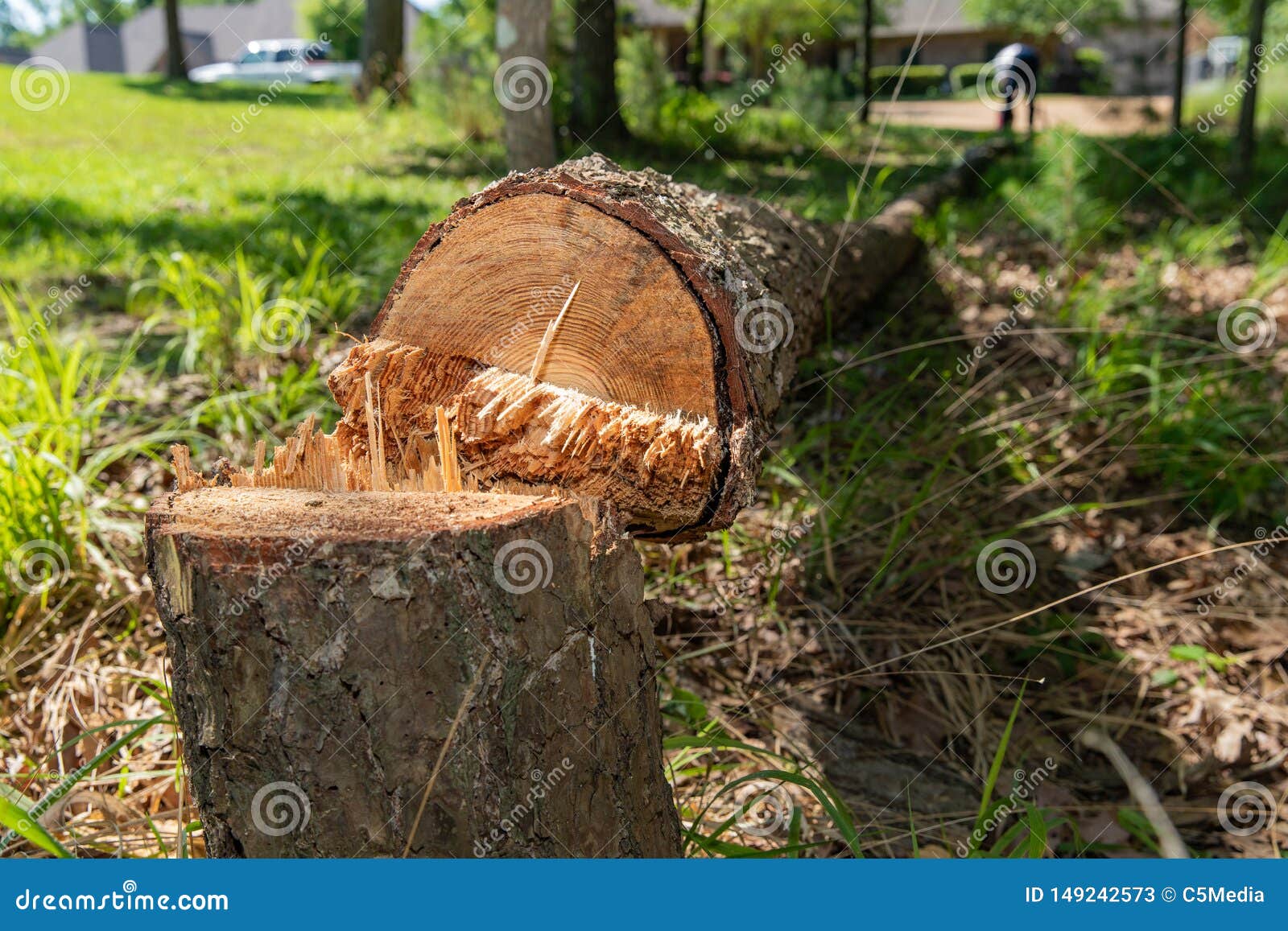 Pine Tree Laying on the Ground after Being Cut Down Stock Image - Image ...